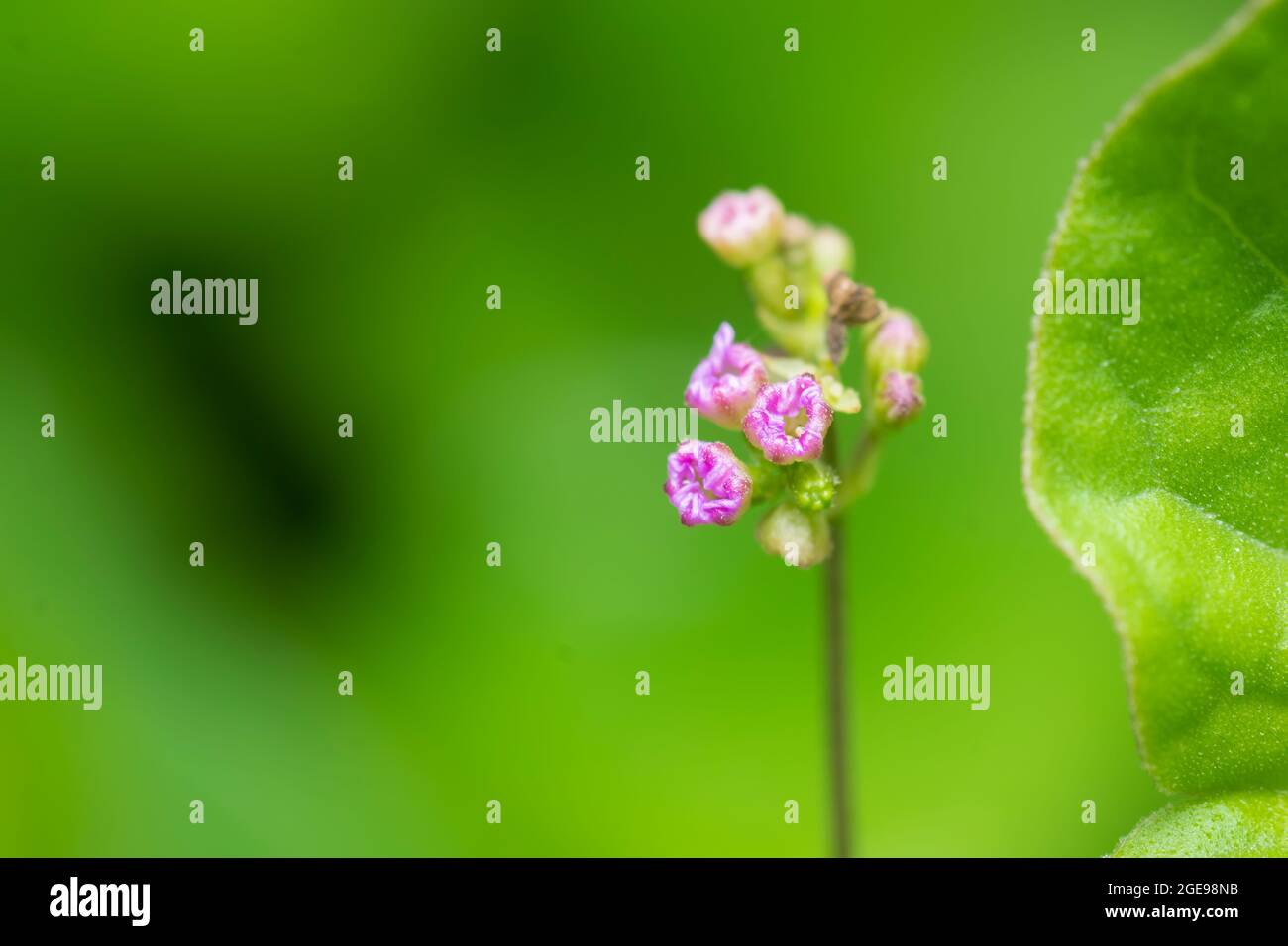 Red spiderling hi-res stock photography and images - Alamy