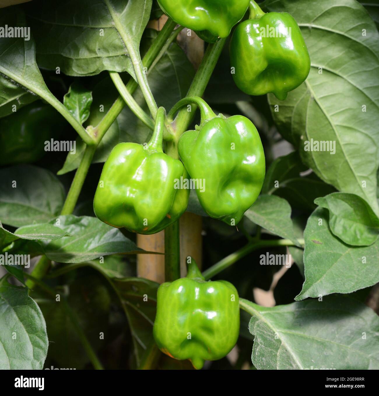 Habaneros chili pepper plant with green and red ripe fruits in the ...