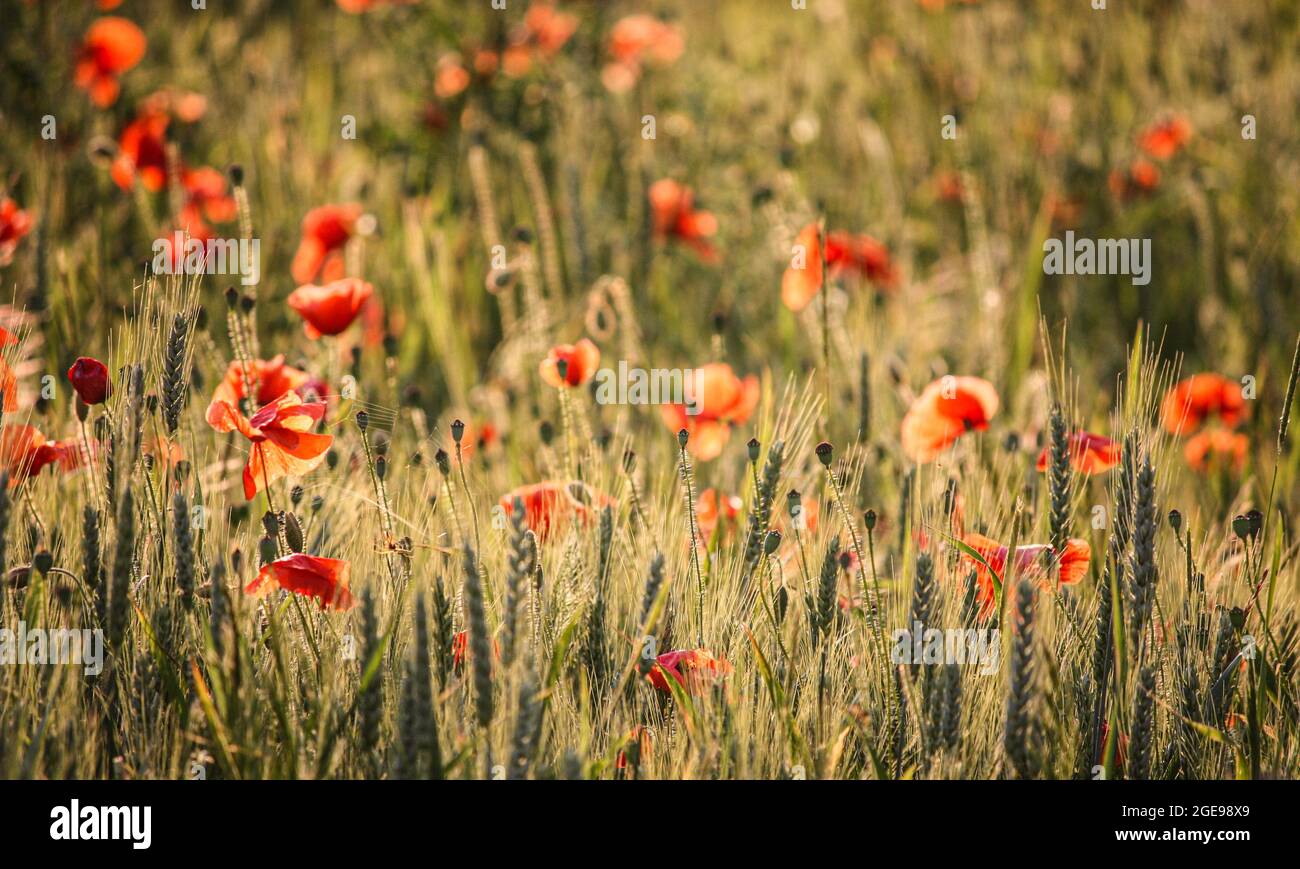 Dramatic view of red poppies and reed grass in the field - great for w ...