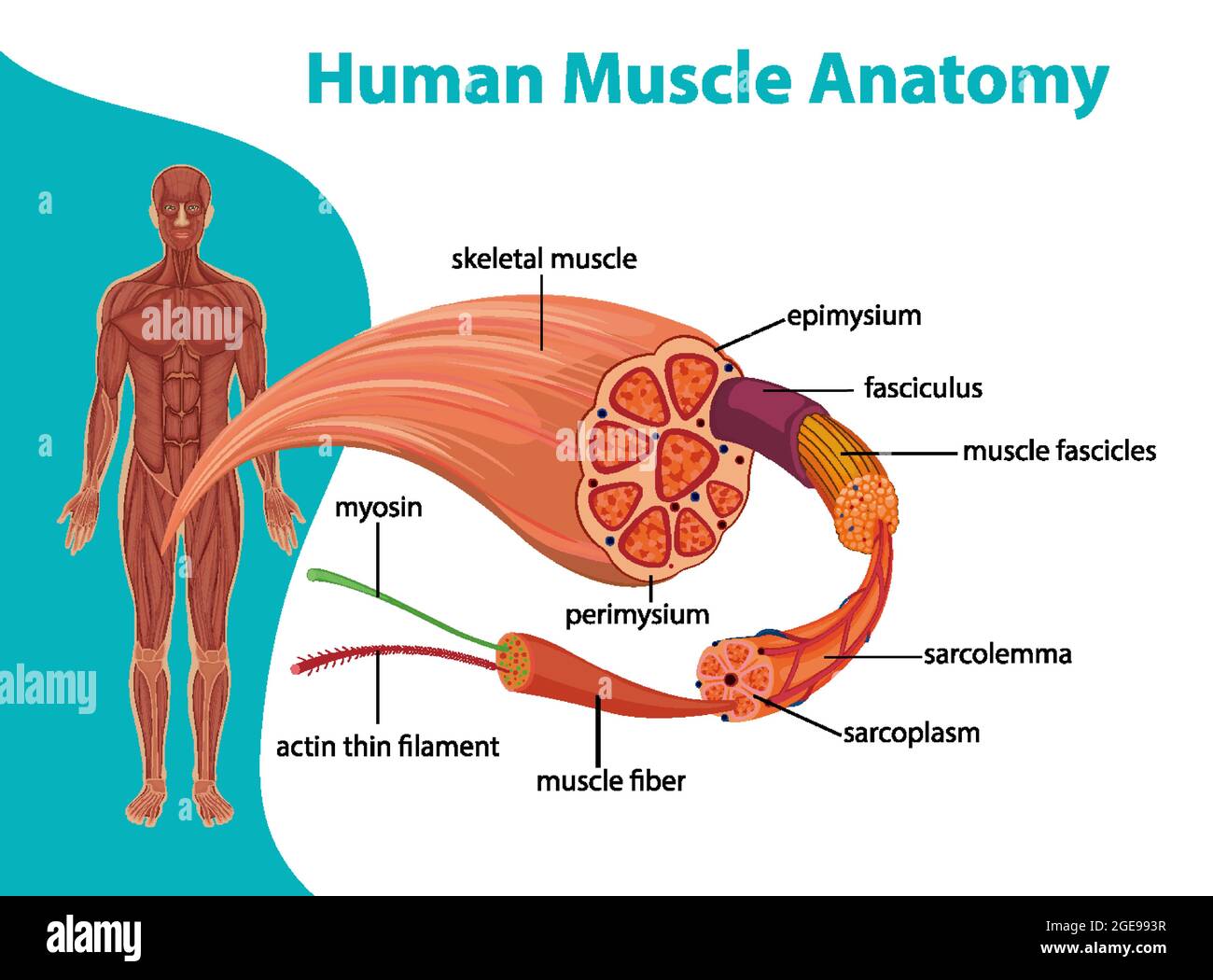Human muscle anatomy with body anatomy illustration Stock Vector Image ...