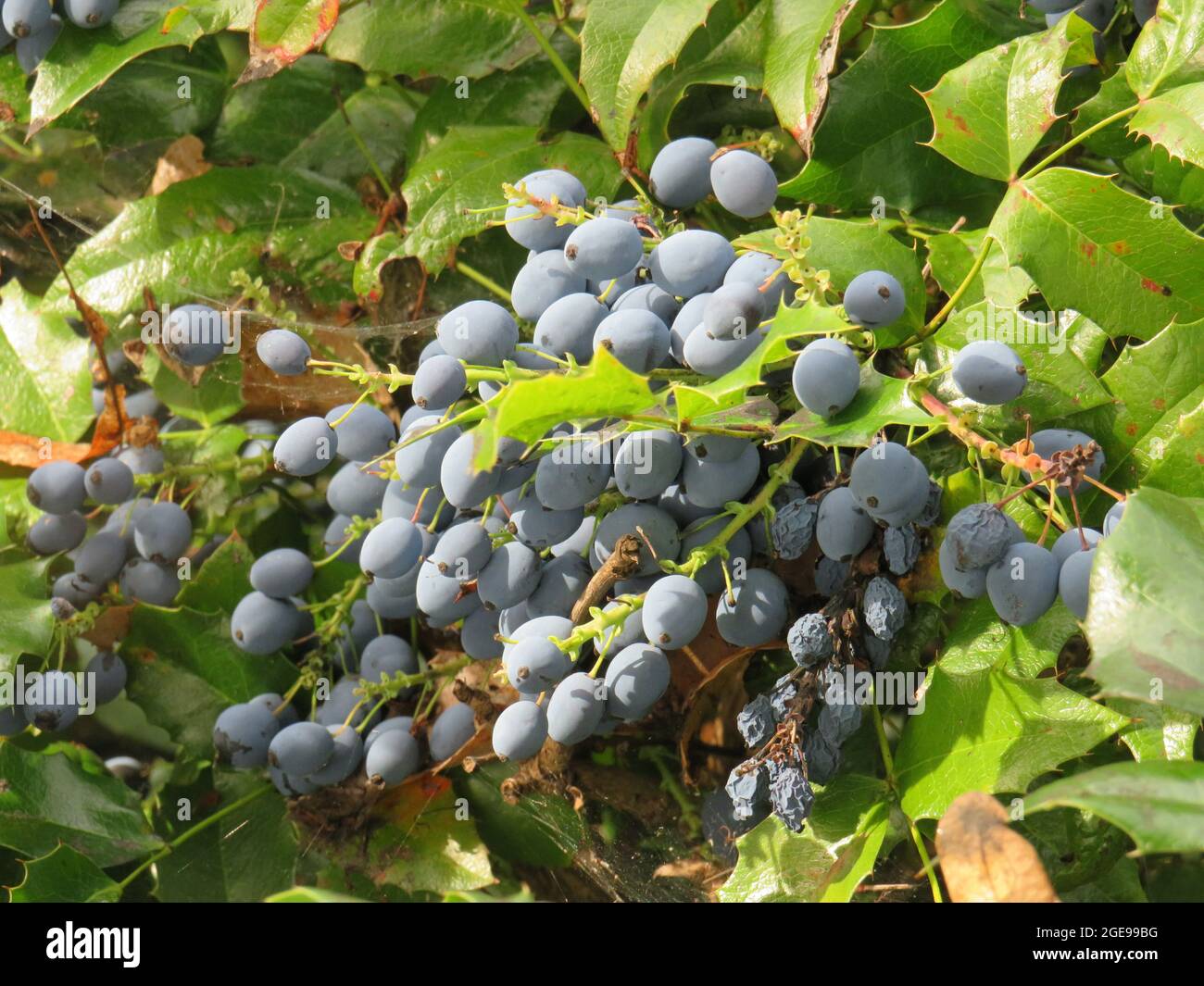 Cluster of muscat grape berries on the vine Stock Photo - Alamy