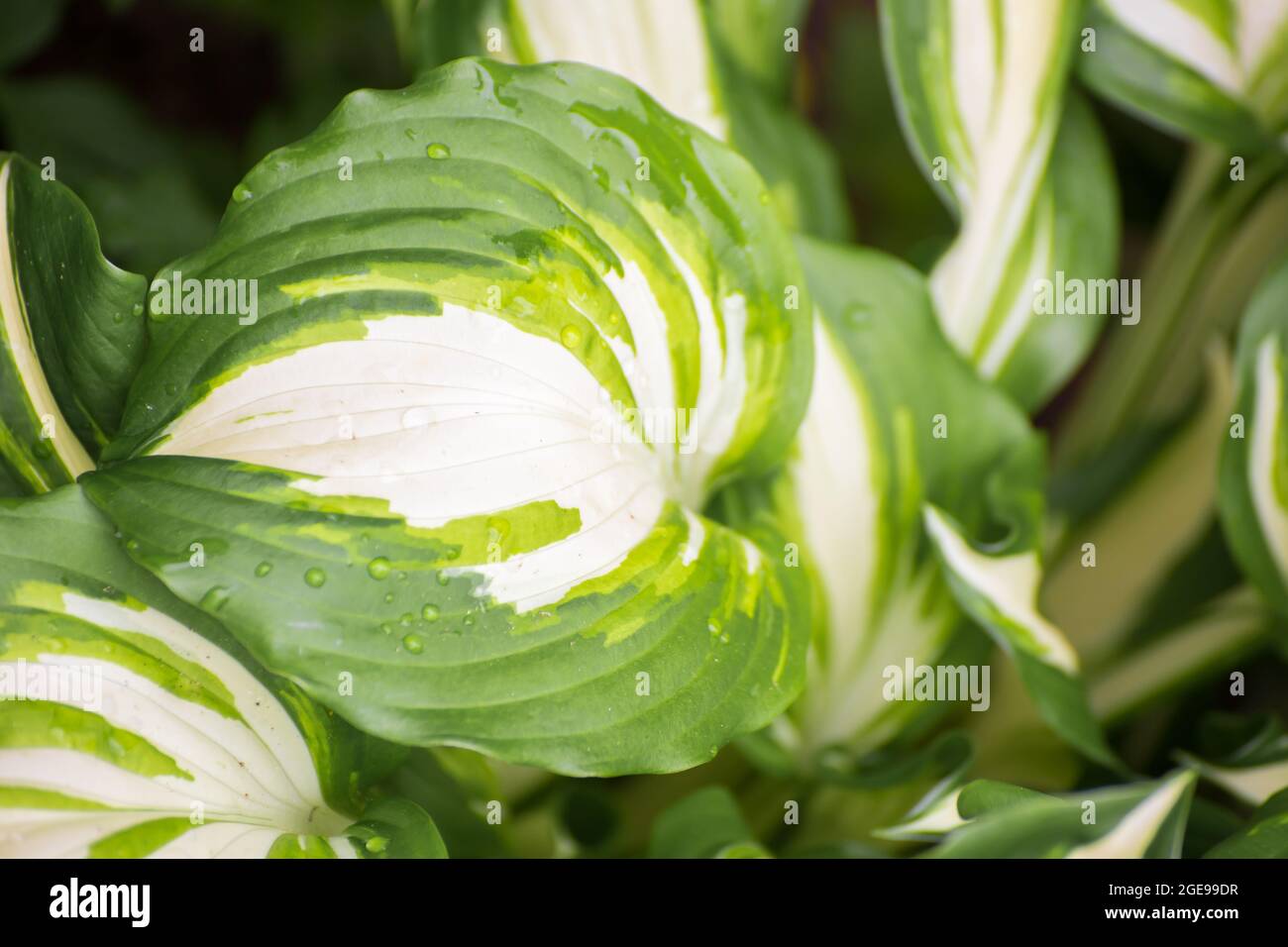 Background from green-white leaves. Abstraction from greening plants ...