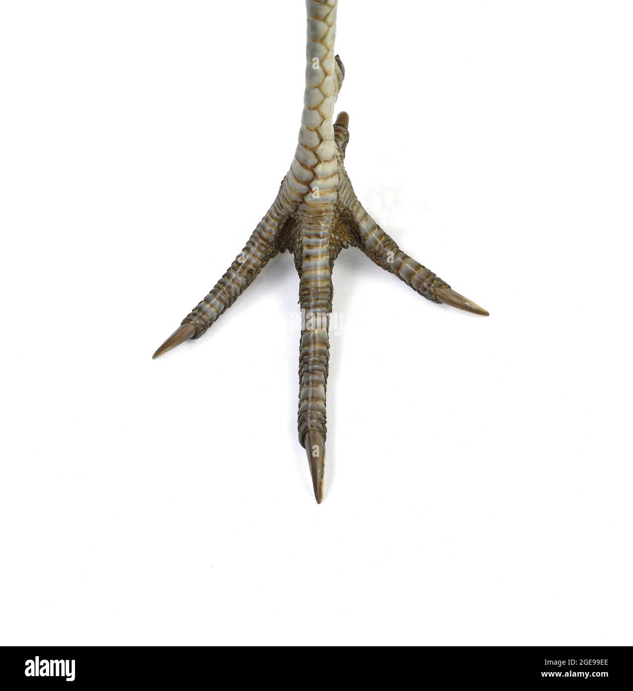 Pets killed for meat hi-res stock photography and images - Alamy