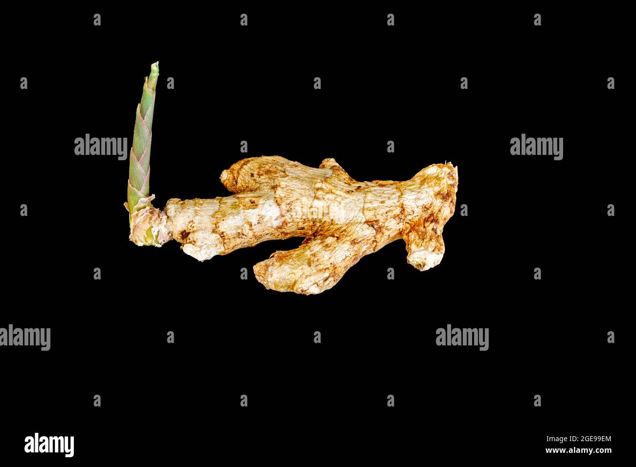 Rhizomatic root hi-res stock photography and images - Alamy