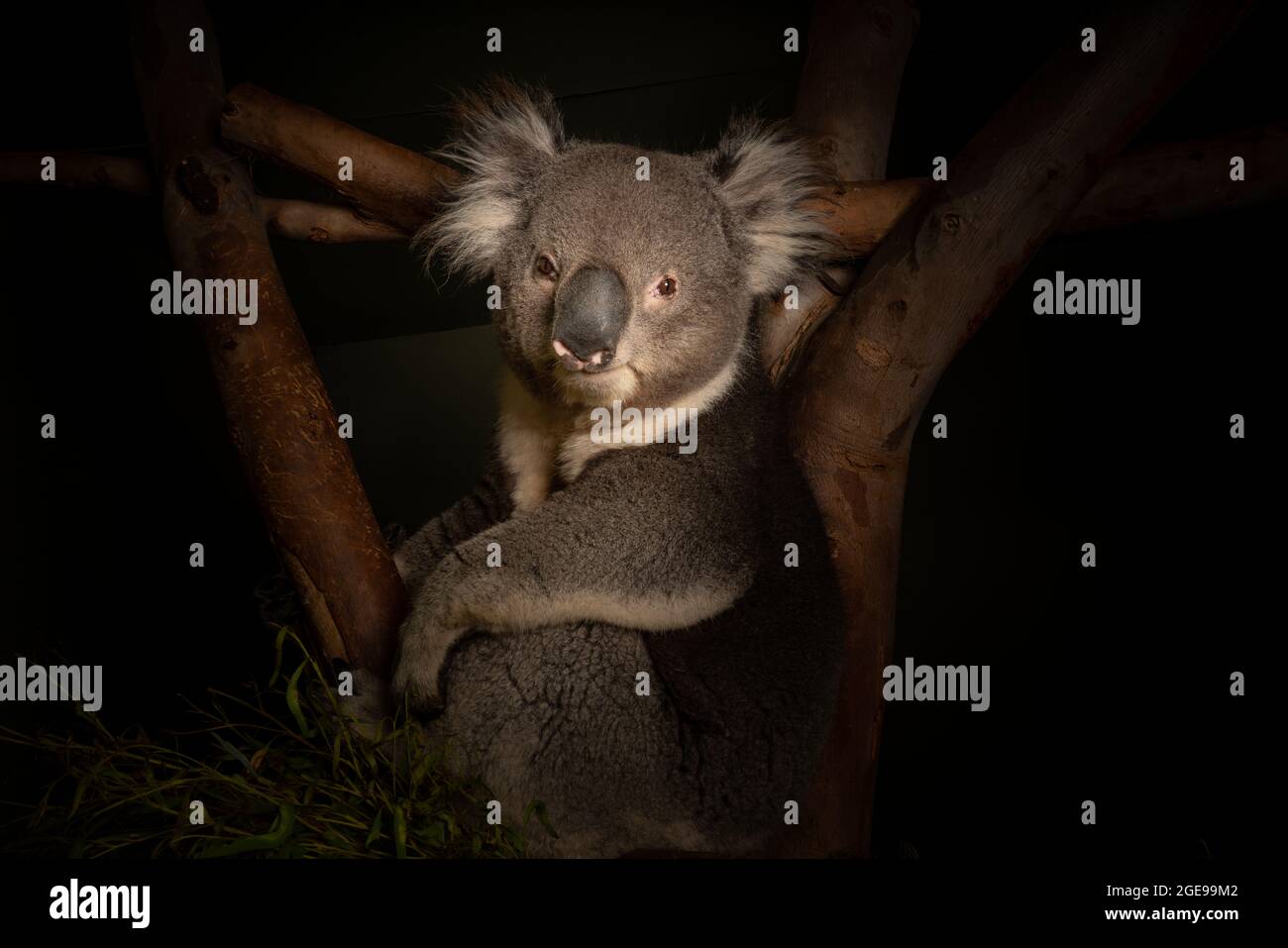 Closeup shot of a Koala on a tree, Australia Stock Photo - Alamy