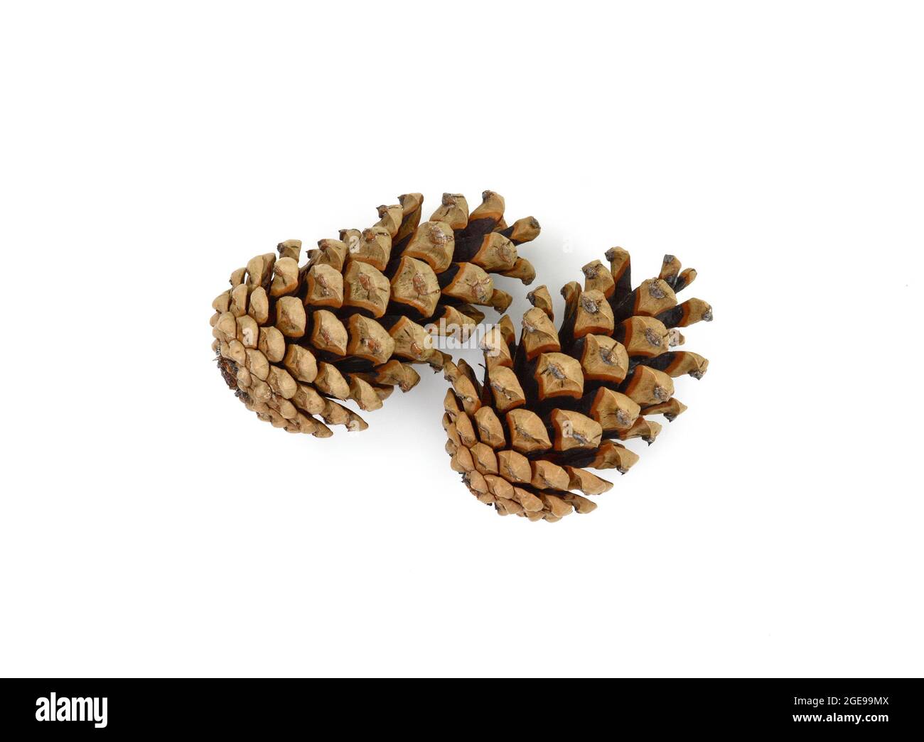 Image two pine cones hi-res stock photography and images - Alamy