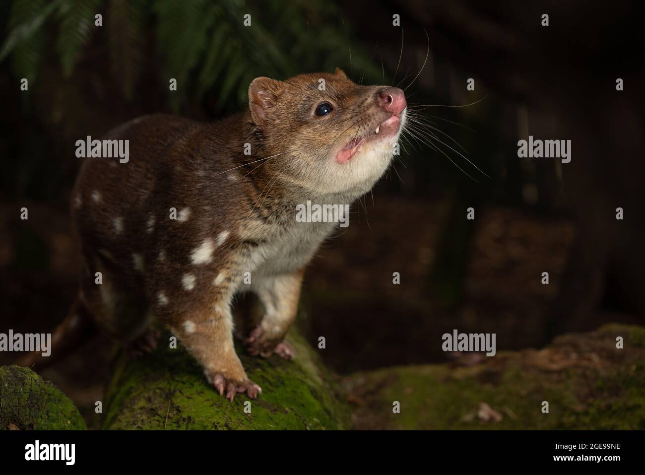 Closeup shot of a Tiger Quoll, Spotted-tail Quoll in Tasmania ...
