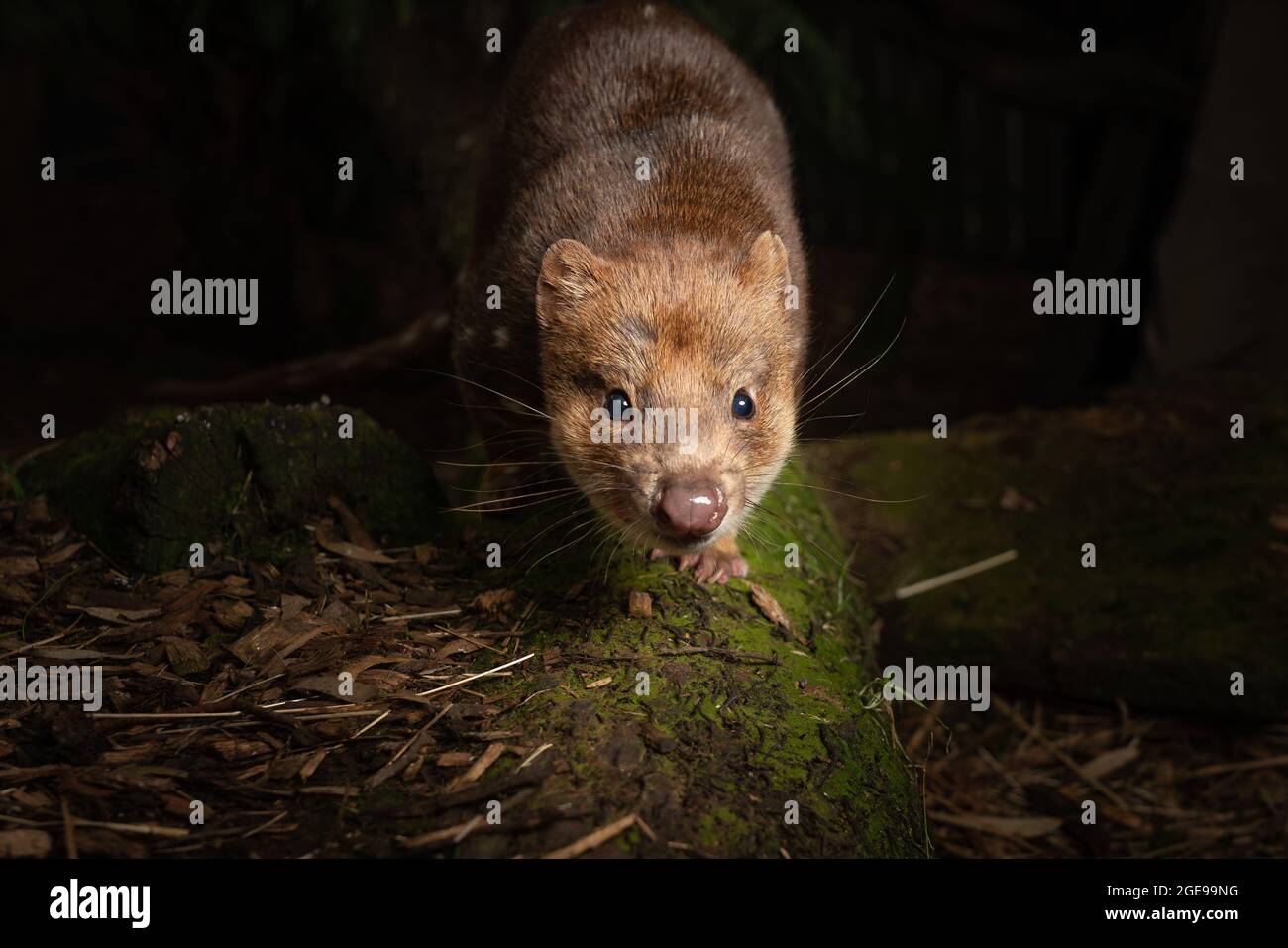 Closeup shot of a Tiger Quoll, Spotted-tail Quoll in Tasmania ...
