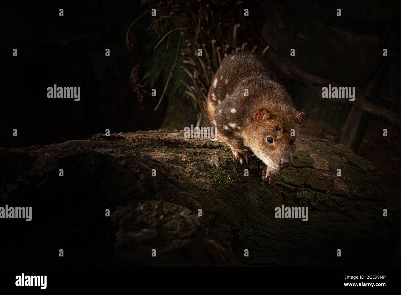 Closeup shot of a Tiger Quoll, Spotted-tail Quoll in Tasmania ...