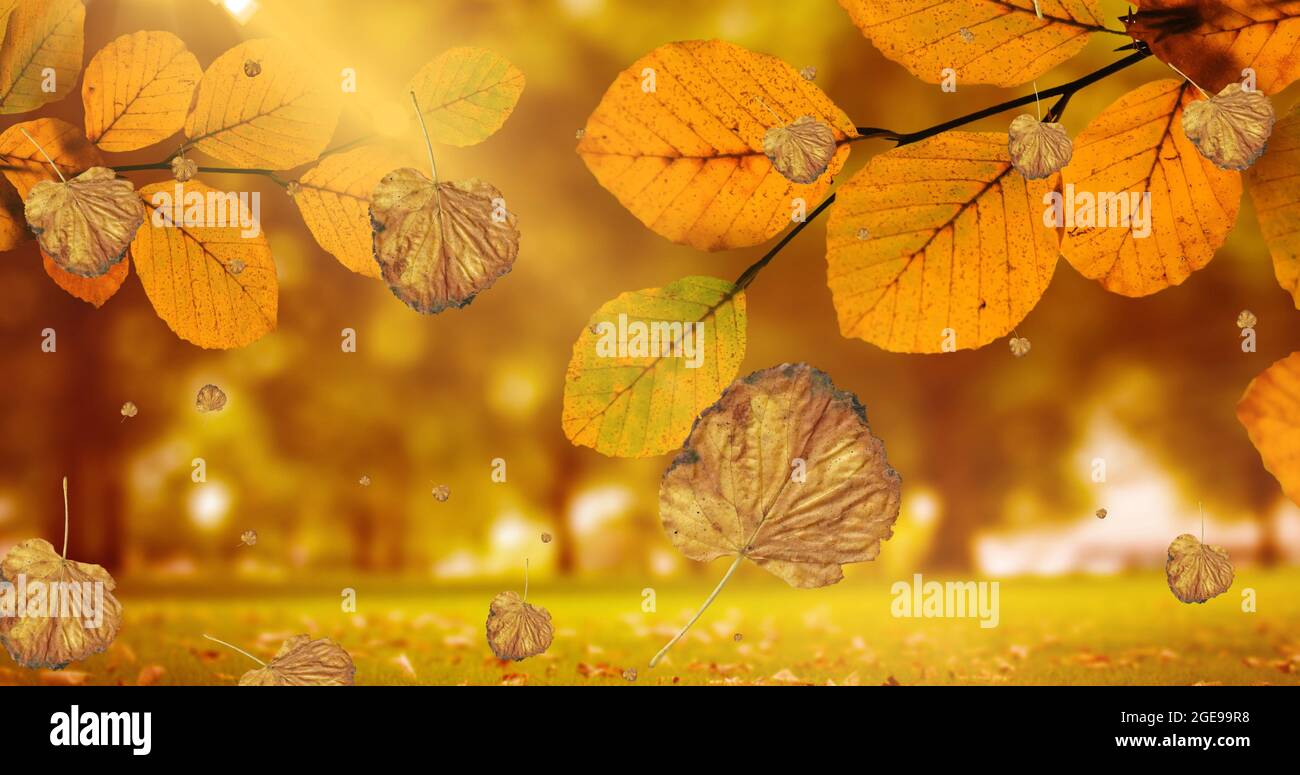 Animation falling green leaves over hi-res stock photography and images ...