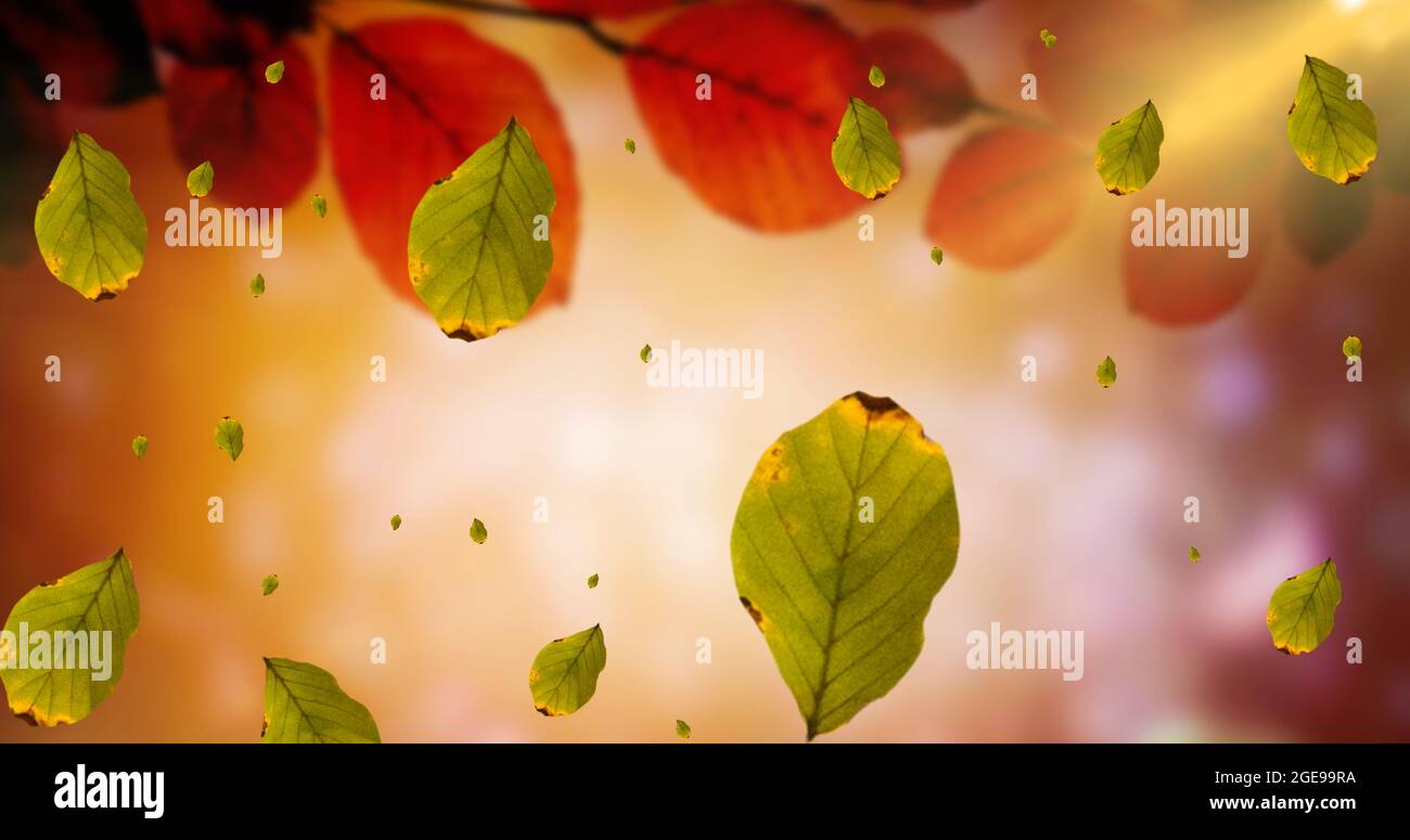 Composition of leaves falling over autumn scenery Stock Photo - Alamy