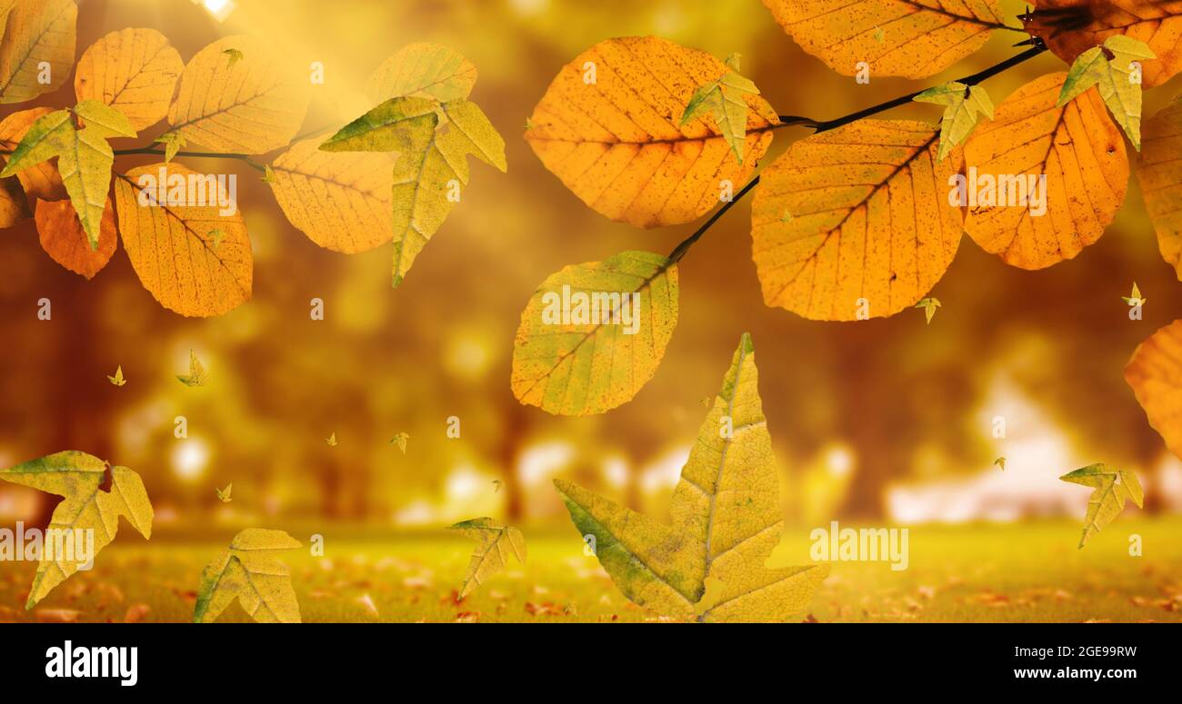 Animation falling green leaves over hi-res stock photography and images ...