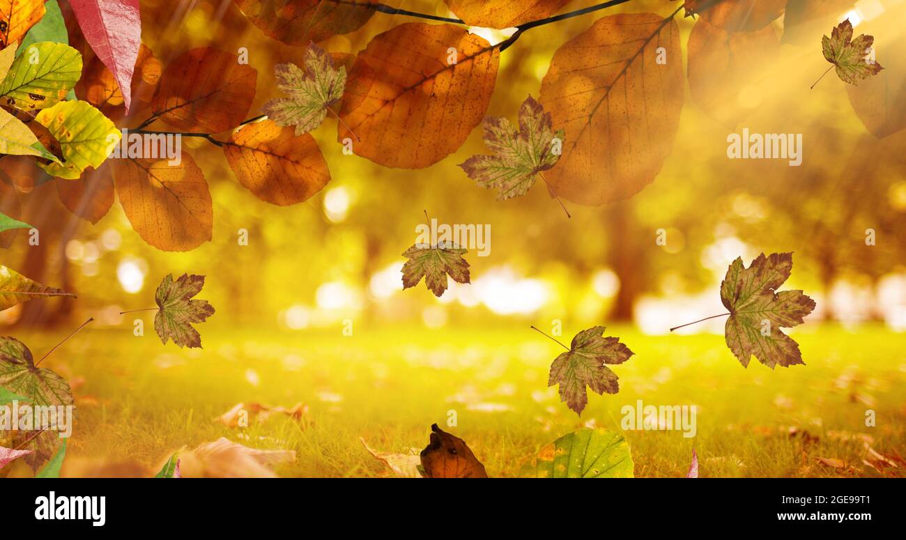 Composition of leaves falling over autumn park scenery Stock Photo - Alamy