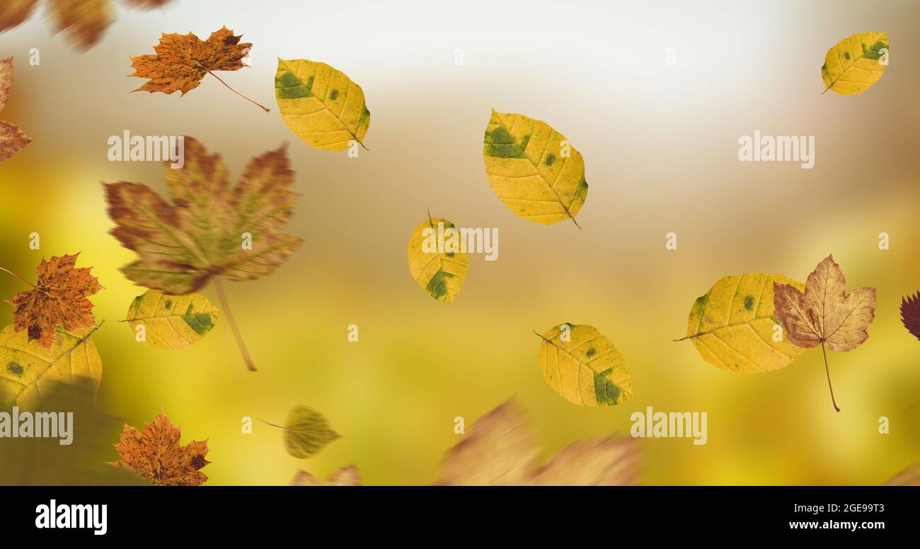 Flower leaves falling hi-res stock photography and images - Alamy