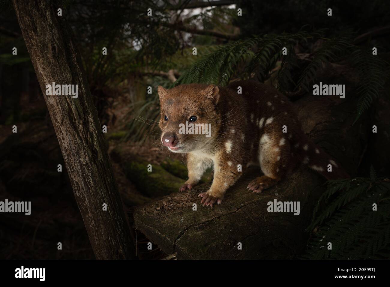 Closeup shot of a Tiger Quoll, Spotted-tail Quoll in Tasmania ...