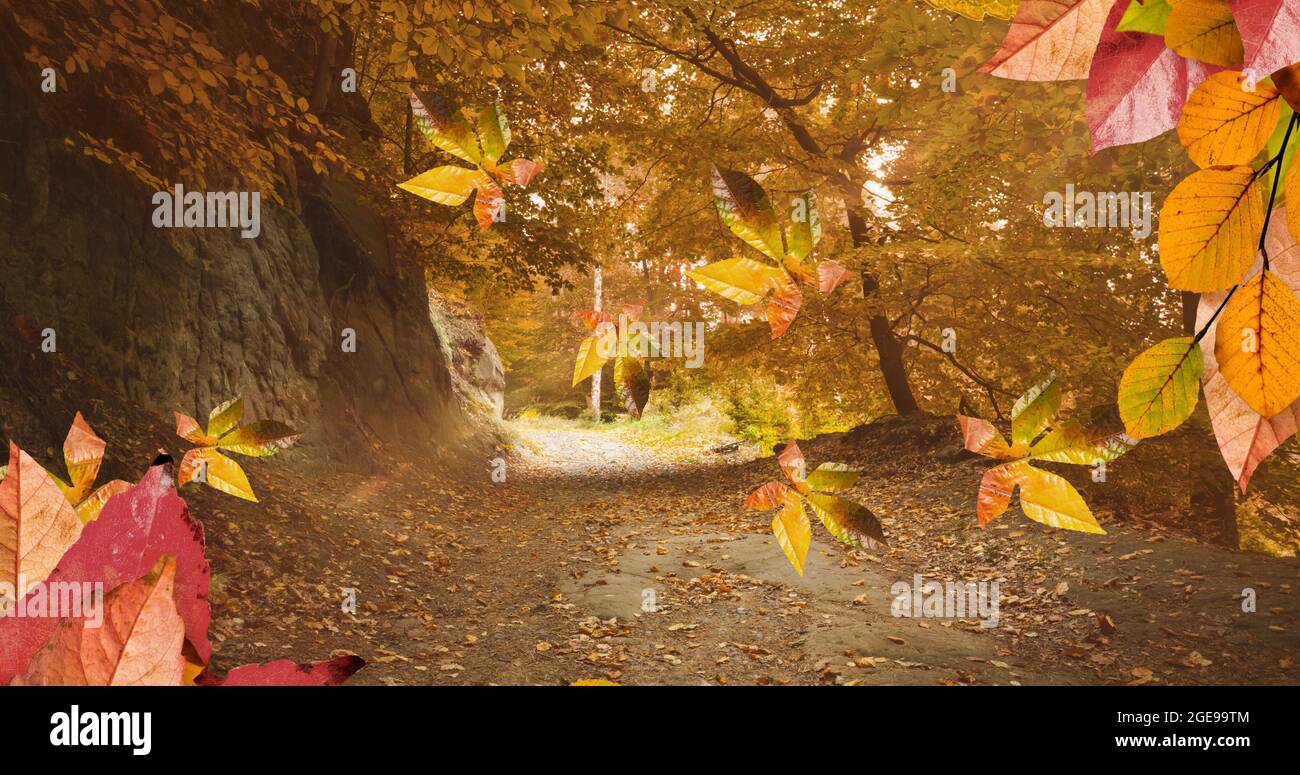 Composition of leaves over autumn forest scenery Stock Photo - Alamy