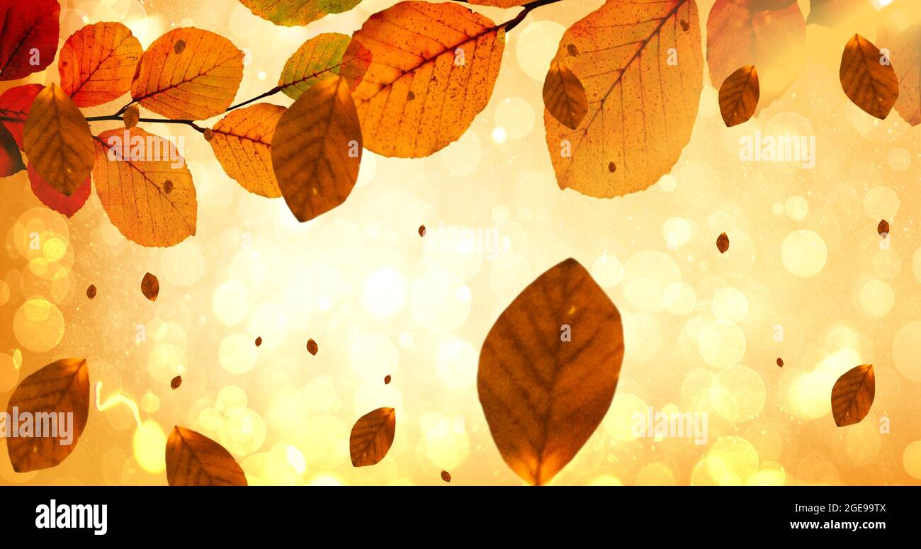 Composition of leaves falling over autumn scenery Stock Photo - Alamy