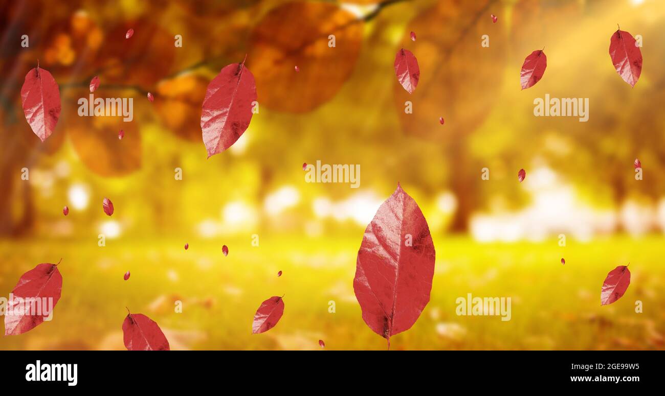 Composition of leaves falling over autumn park scenery Stock Photo - Alamy