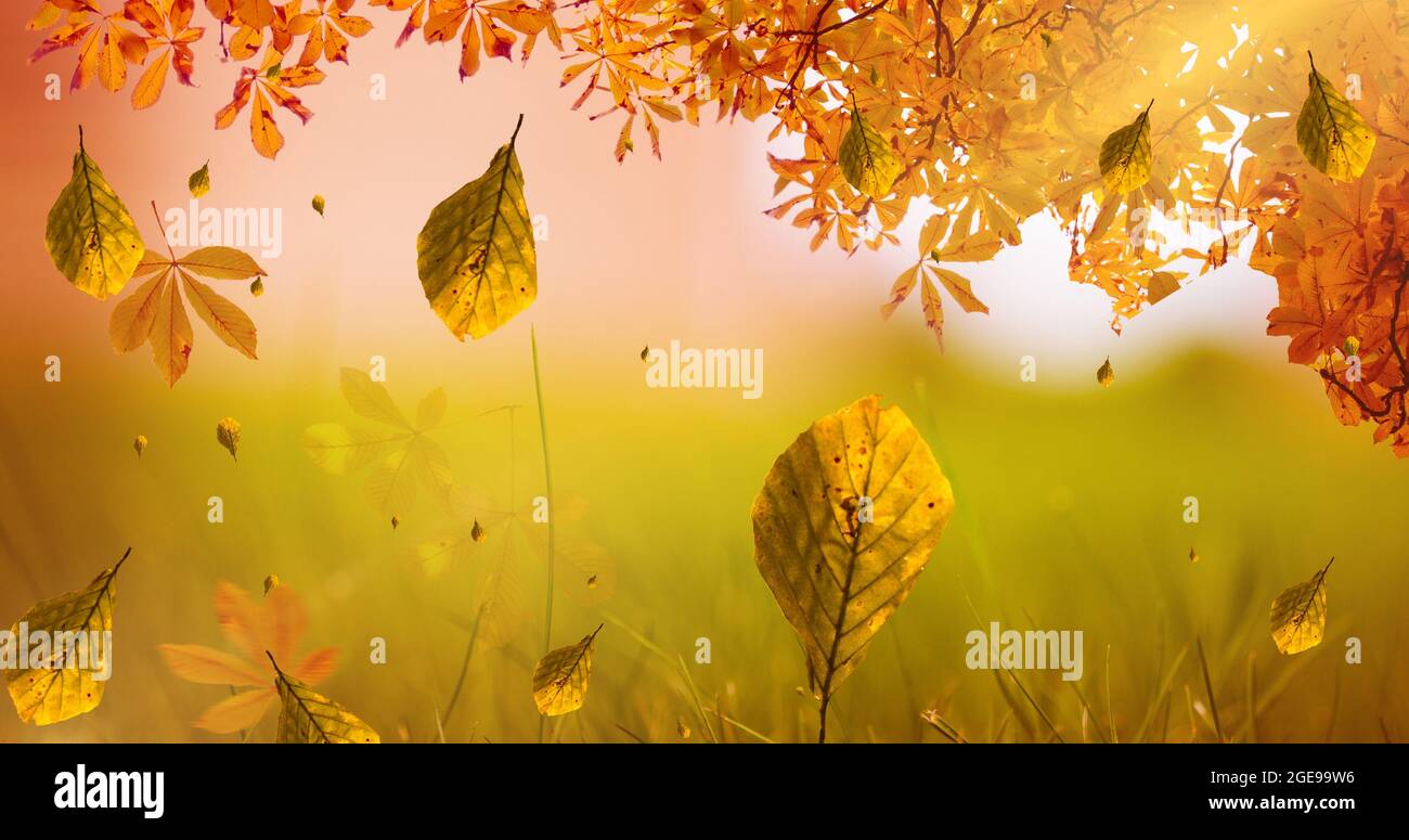 Composition of leaves falling over autumn trees scenery Stock Photo - Alamy