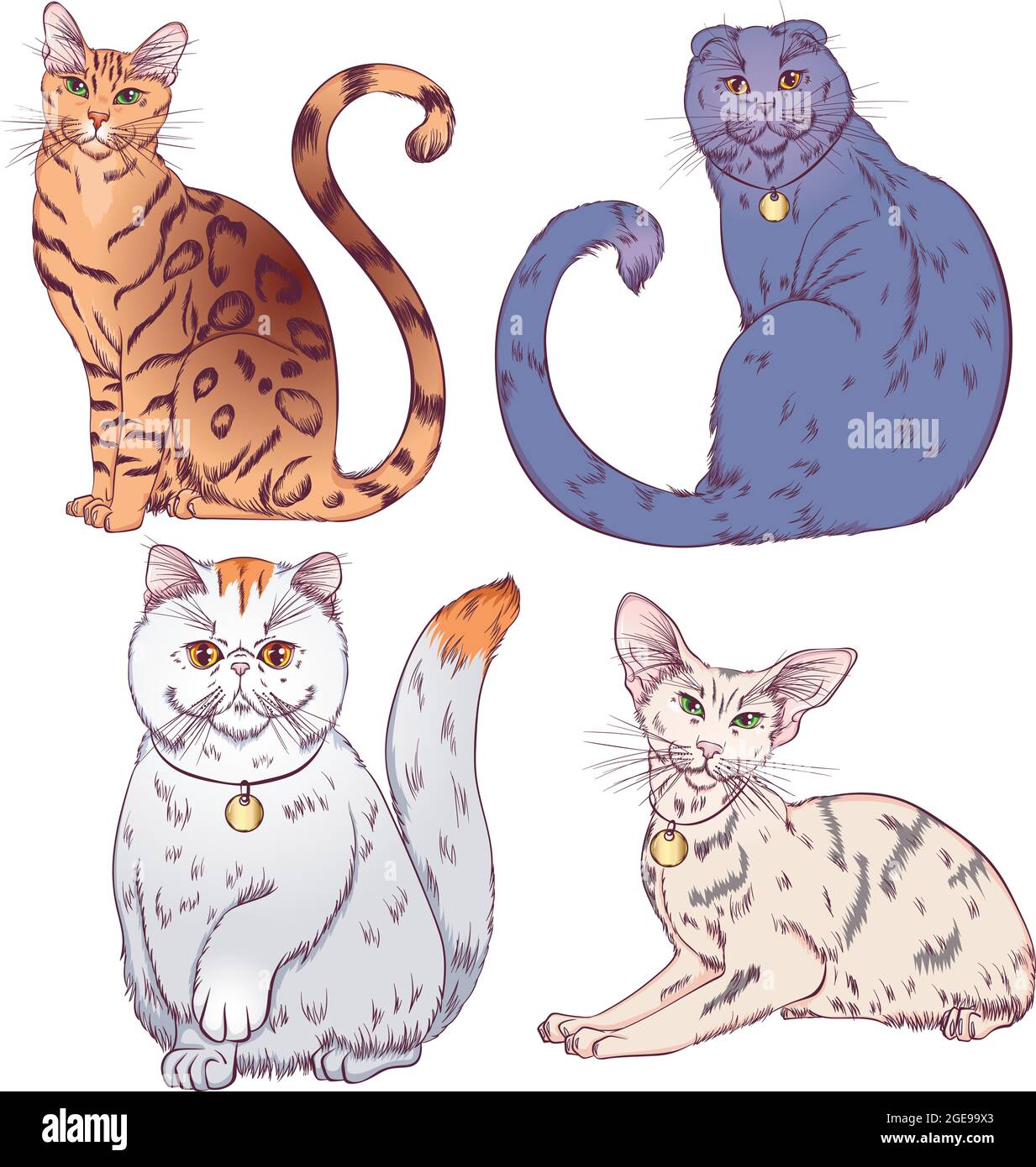 Different cat breeds hi-res stock photography and images - Alamy