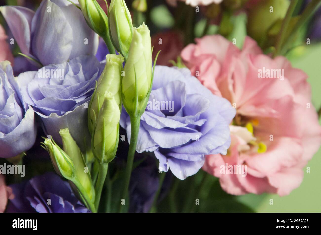 Eustoma cultivar hi-res stock photography and images - Alamy