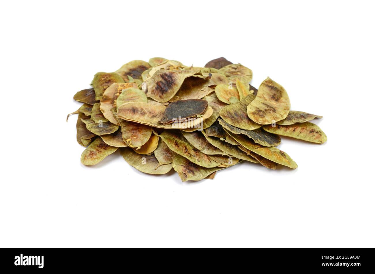 Senna pods or Cassia acutifolia isolated on white background Stock ...