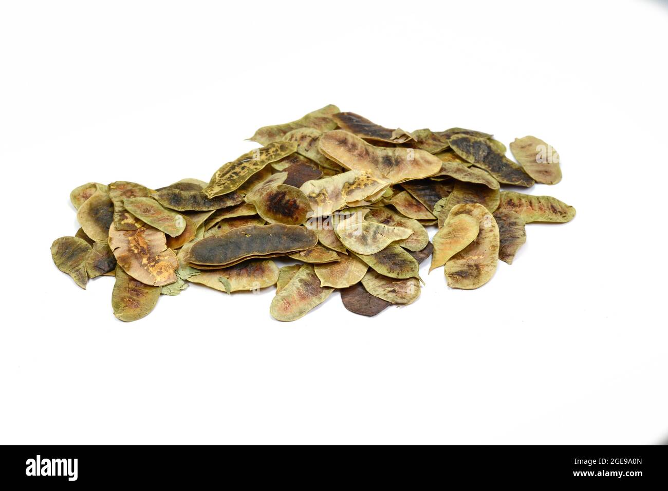 Senna pods or Cassia acutifolia isolated on white background Stock ...