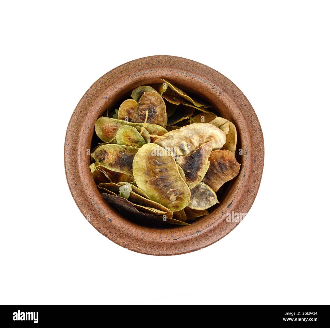 Senna pods or Cassia acutifolia isolated on white background Stock ...