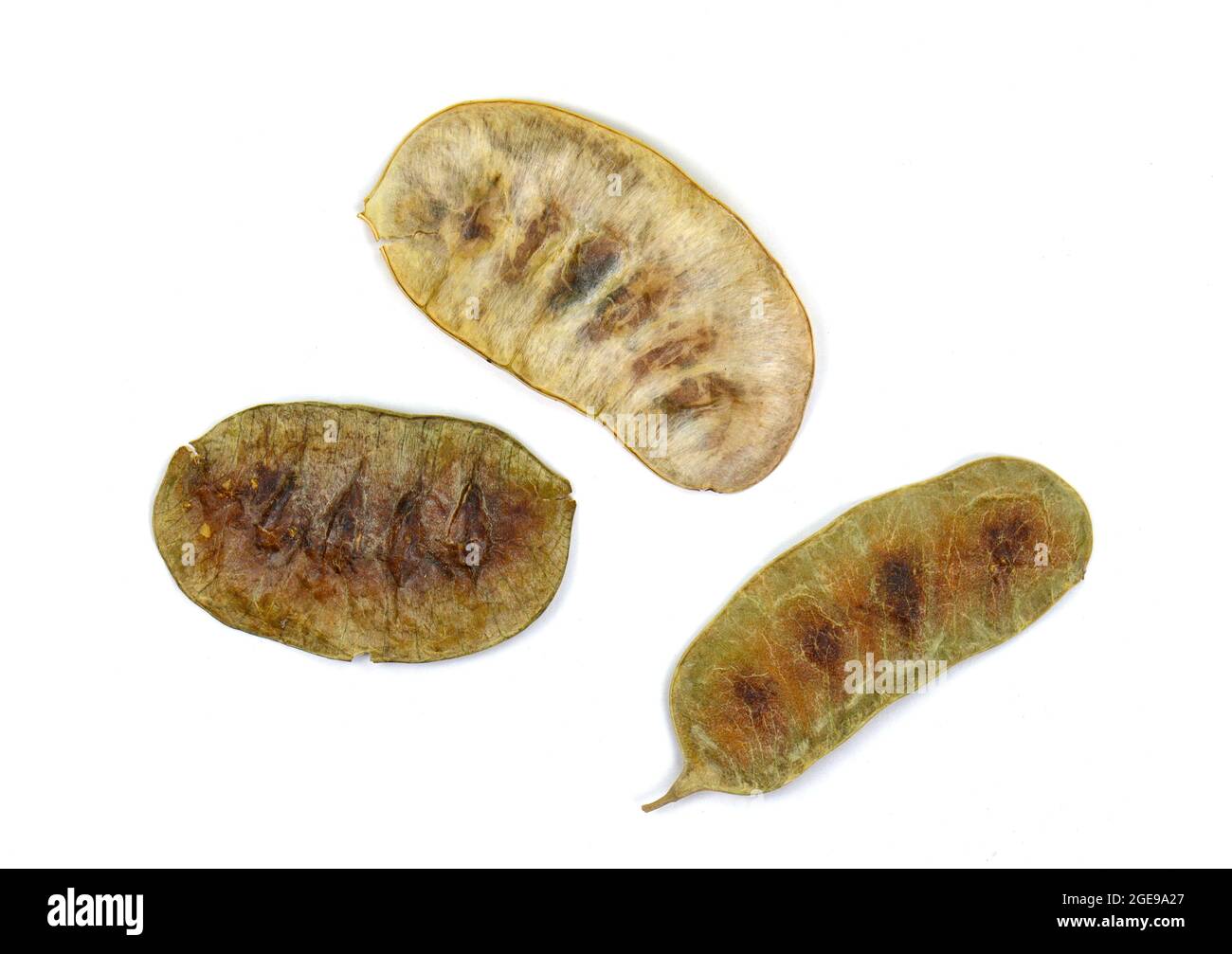 Senna pods or Cassia acutifolia isolated on white background Stock ...