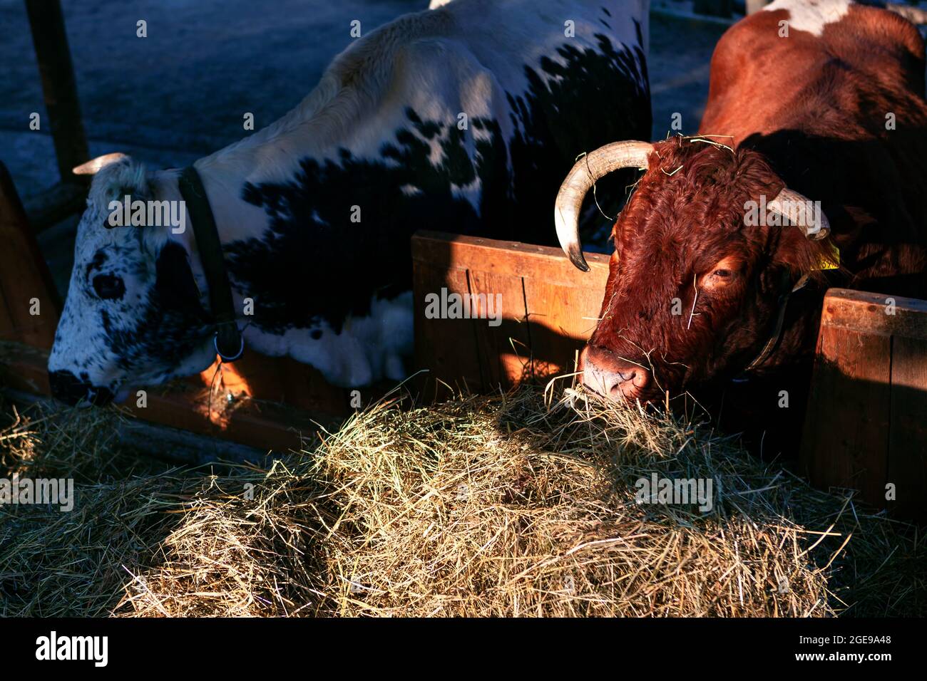 Cattle eating straw . Buffalo and cow eating dry grass . Farm feeder ...