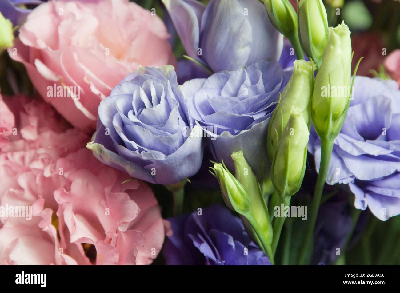 Eustoma cultivar hi-res stock photography and images - Alamy