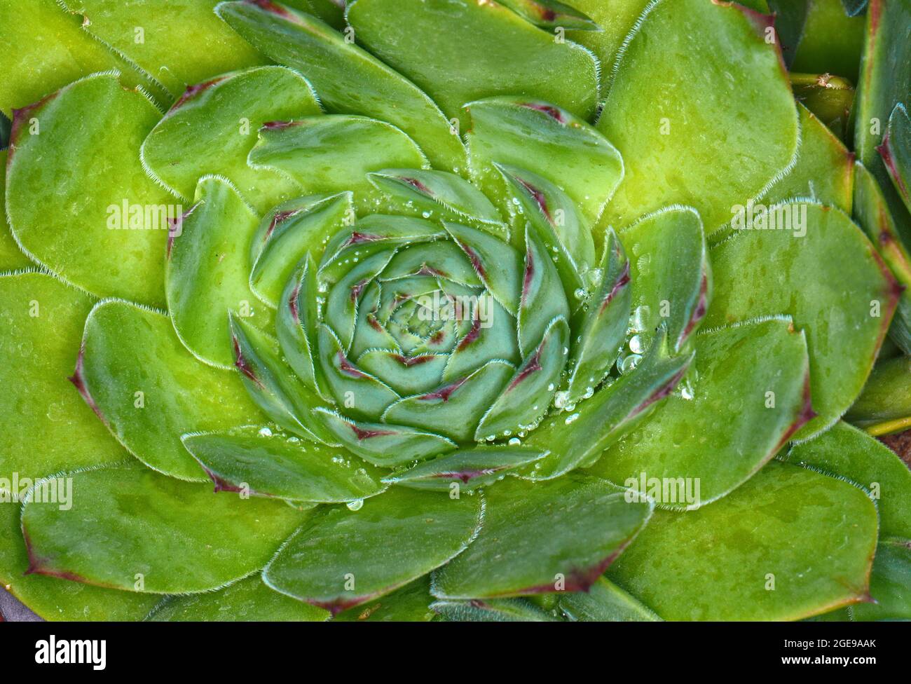 top view of a beautiful green succulent (floristic close-up detail shot ...