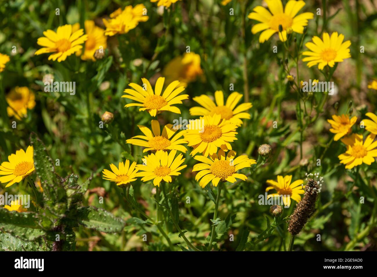 Corn Marigolds Glebionis segetum growing in a field Stock Photo - Alamy