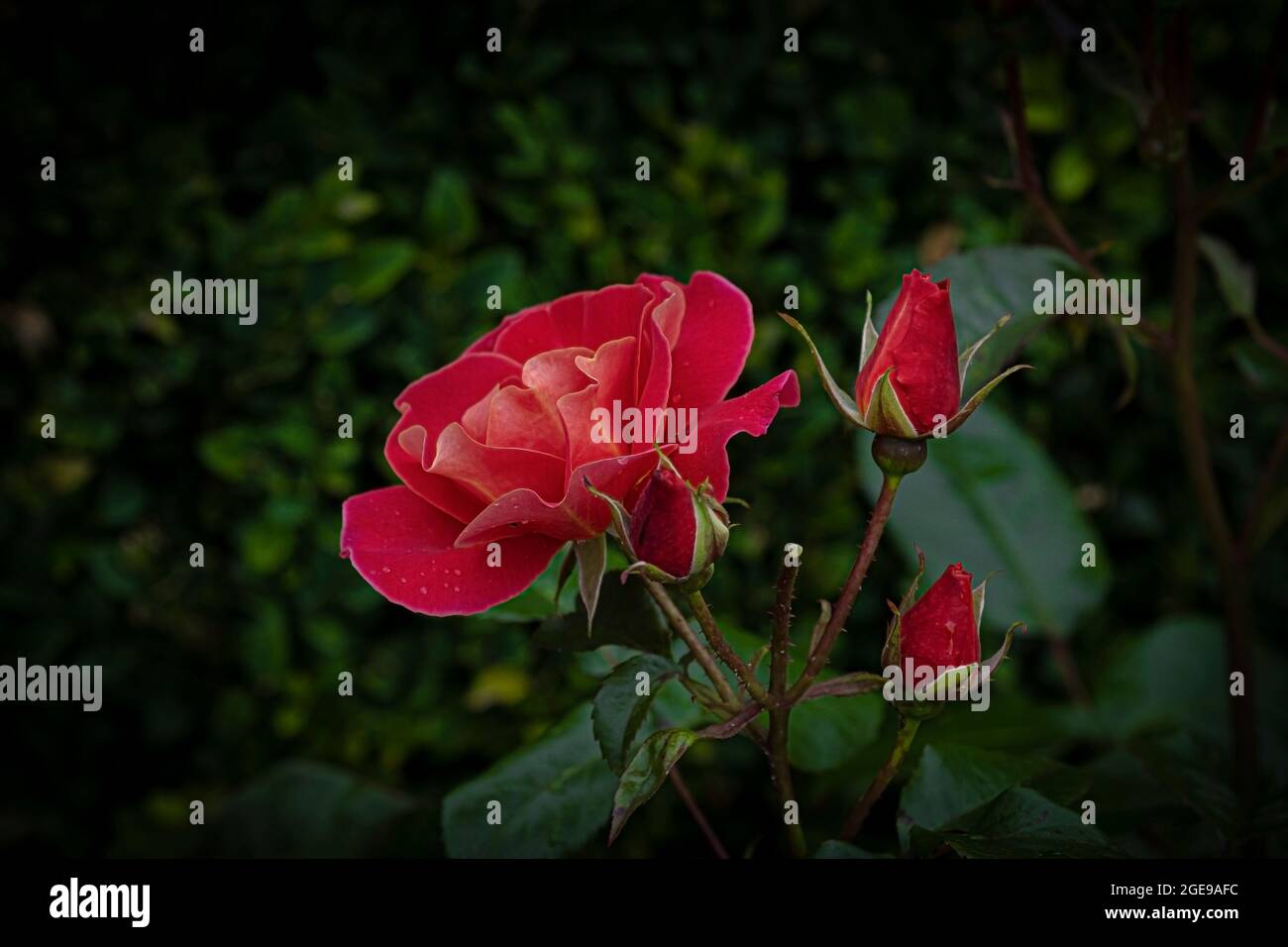 Beautiful red rose symbol hi-res stock photography and images - Alamy