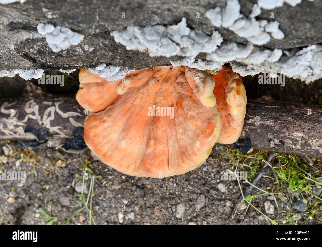 Laetiporus sulphureus, or chicken of the woods, a mushroom in the woods ...