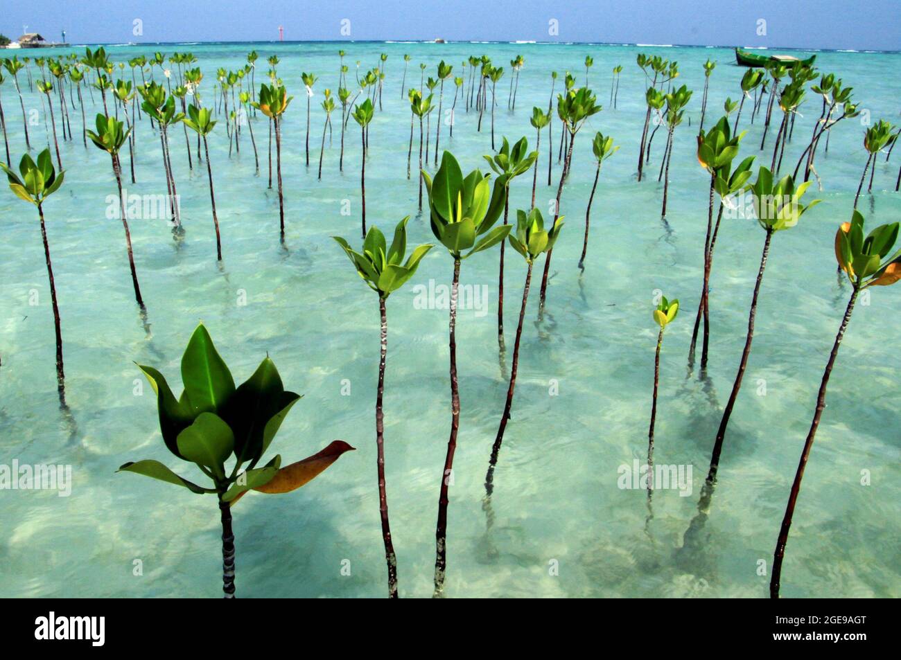 Closeup of beautiful mangroves on the clear water surface Stock Photo ...