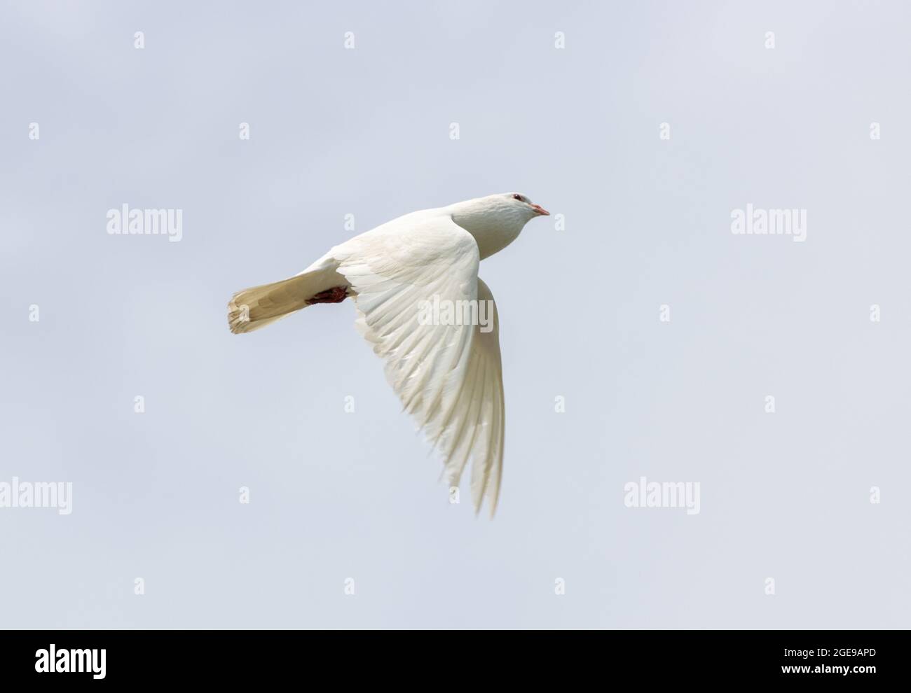 Dove stretch hi-res stock photography and images - Alamy