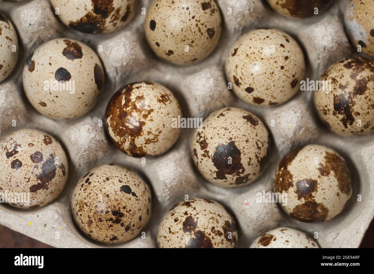 Quail eggs in a cardboard stand, close up shot Stock Photo - Alamy