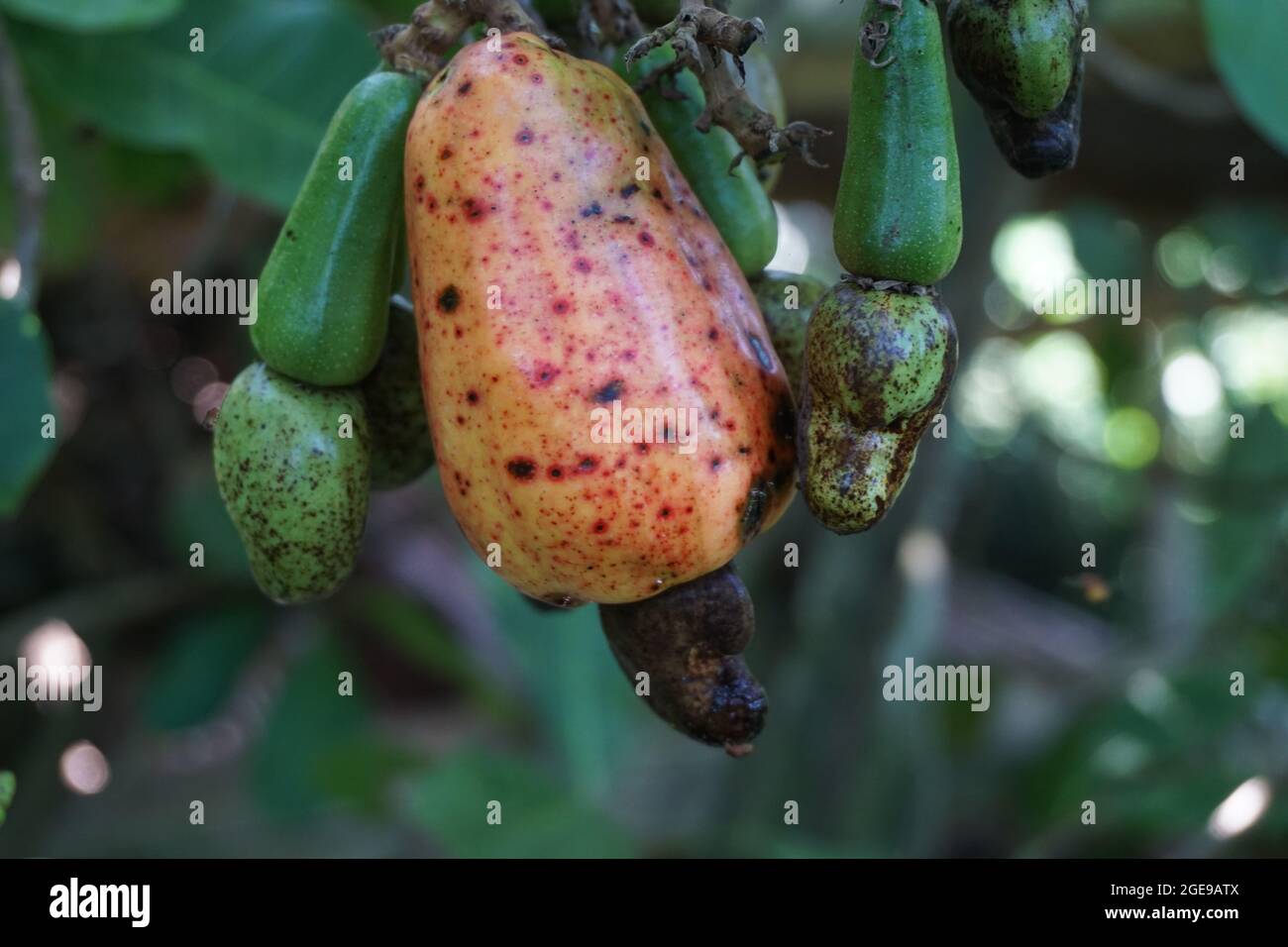 Indian cashew nut tree hi-res stock photography and images - Alamy