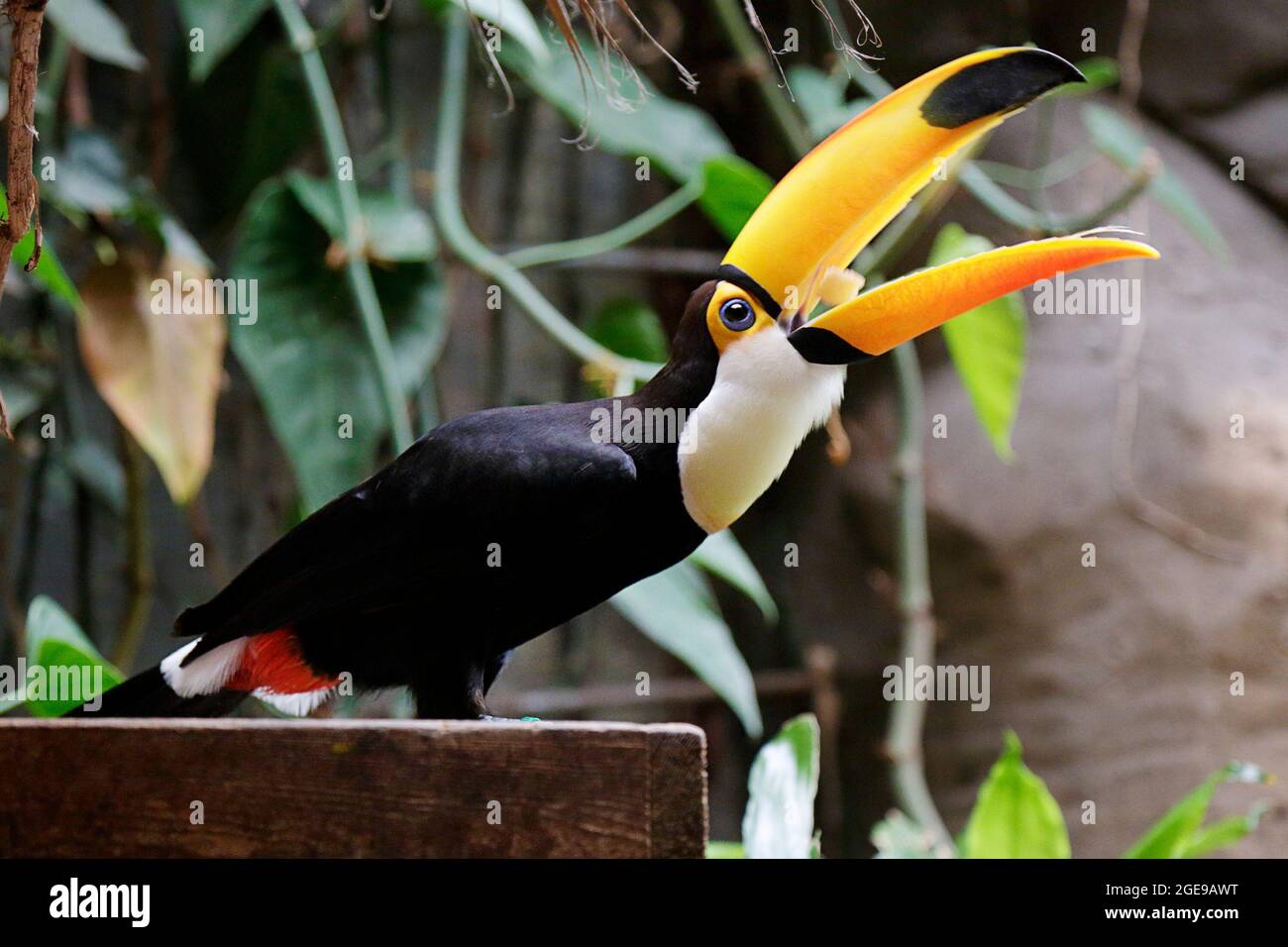 Toco toucan (Ramphastos toco), also known as the common toucan or giant ...