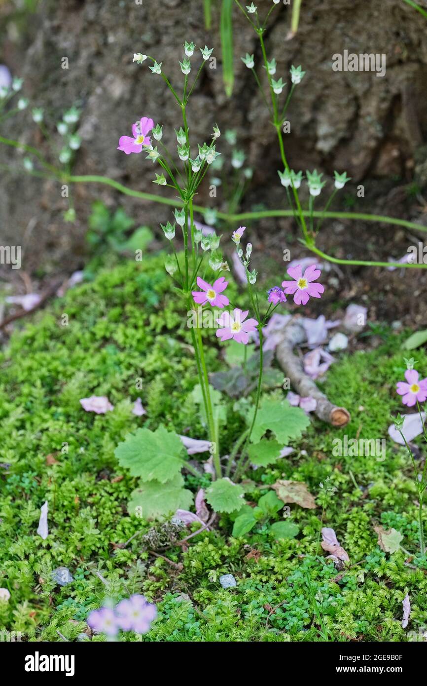 Primula nutans hi-res stock photography and images - Alamy
