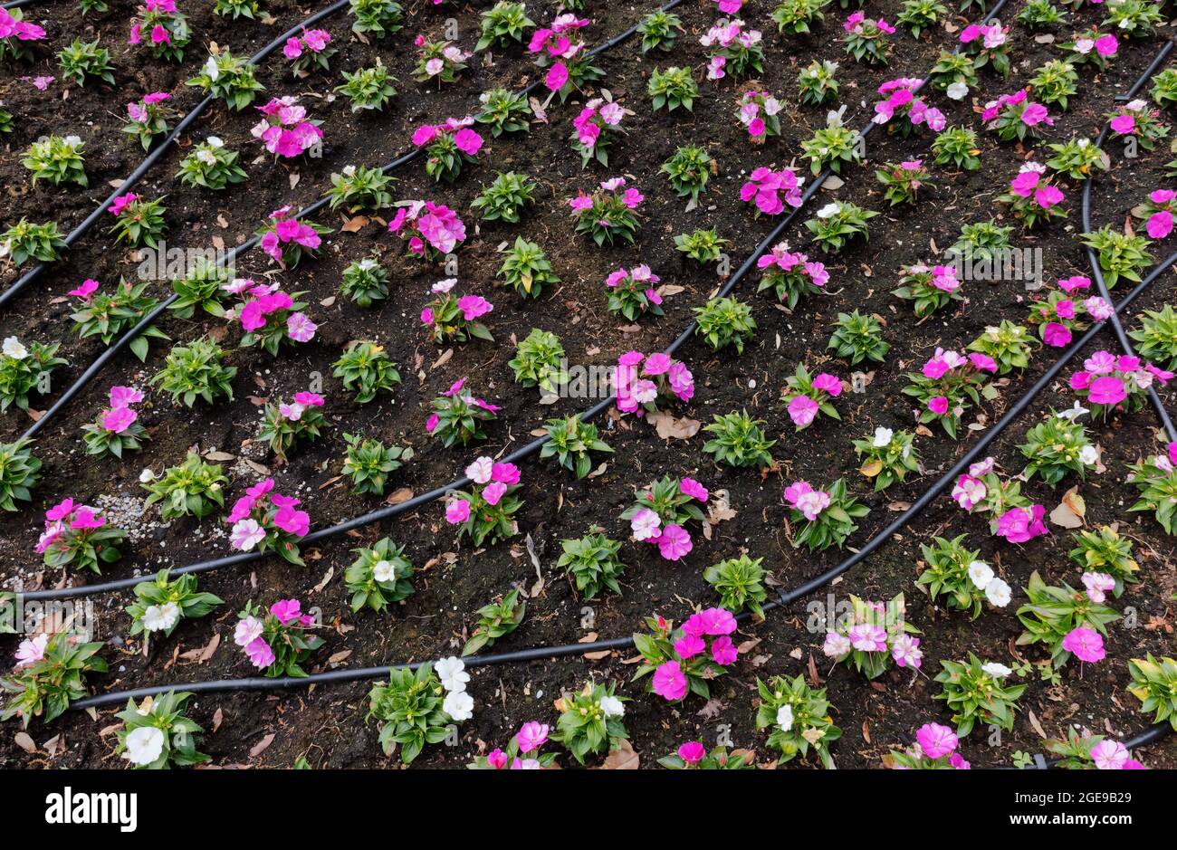 Close-up of a flowerbed equipped with an irrigation system, with purple ...