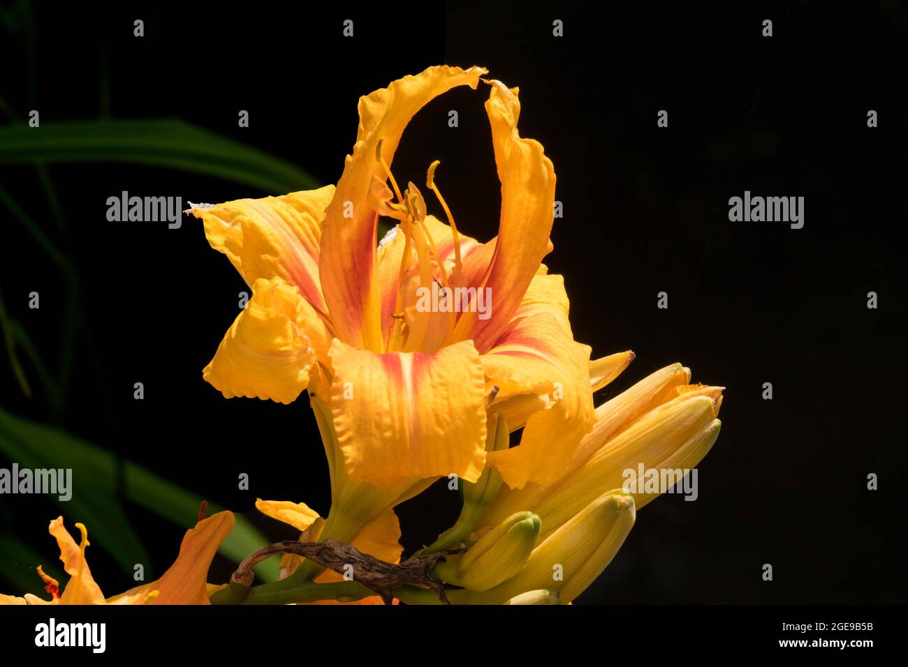Lily flower beauty in nature hi-res stock photography and images - Alamy