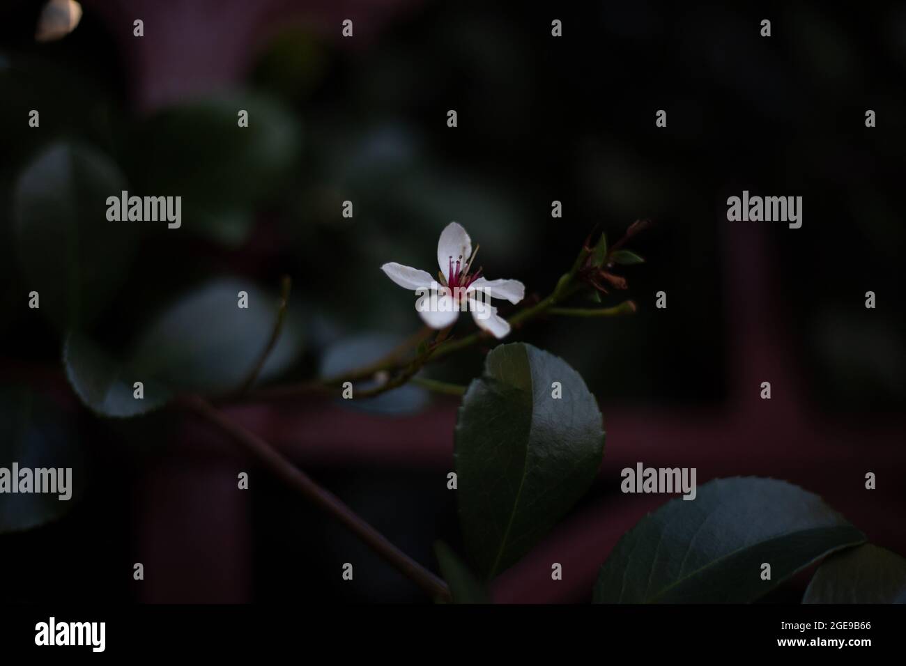 High angle shot of a small field flower on the bush in the darkness ...