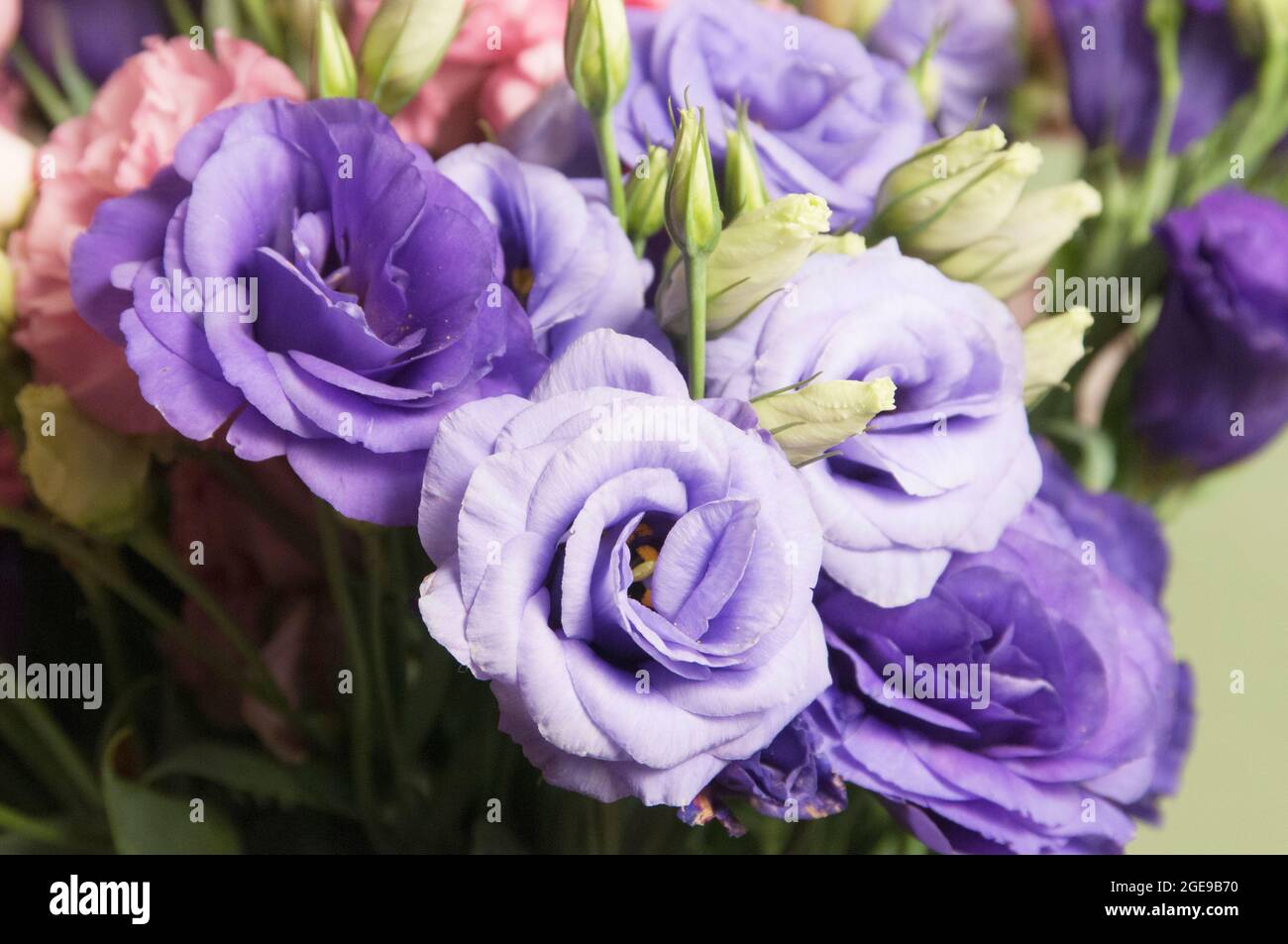 Eustoma cultivar hi-res stock photography and images - Alamy