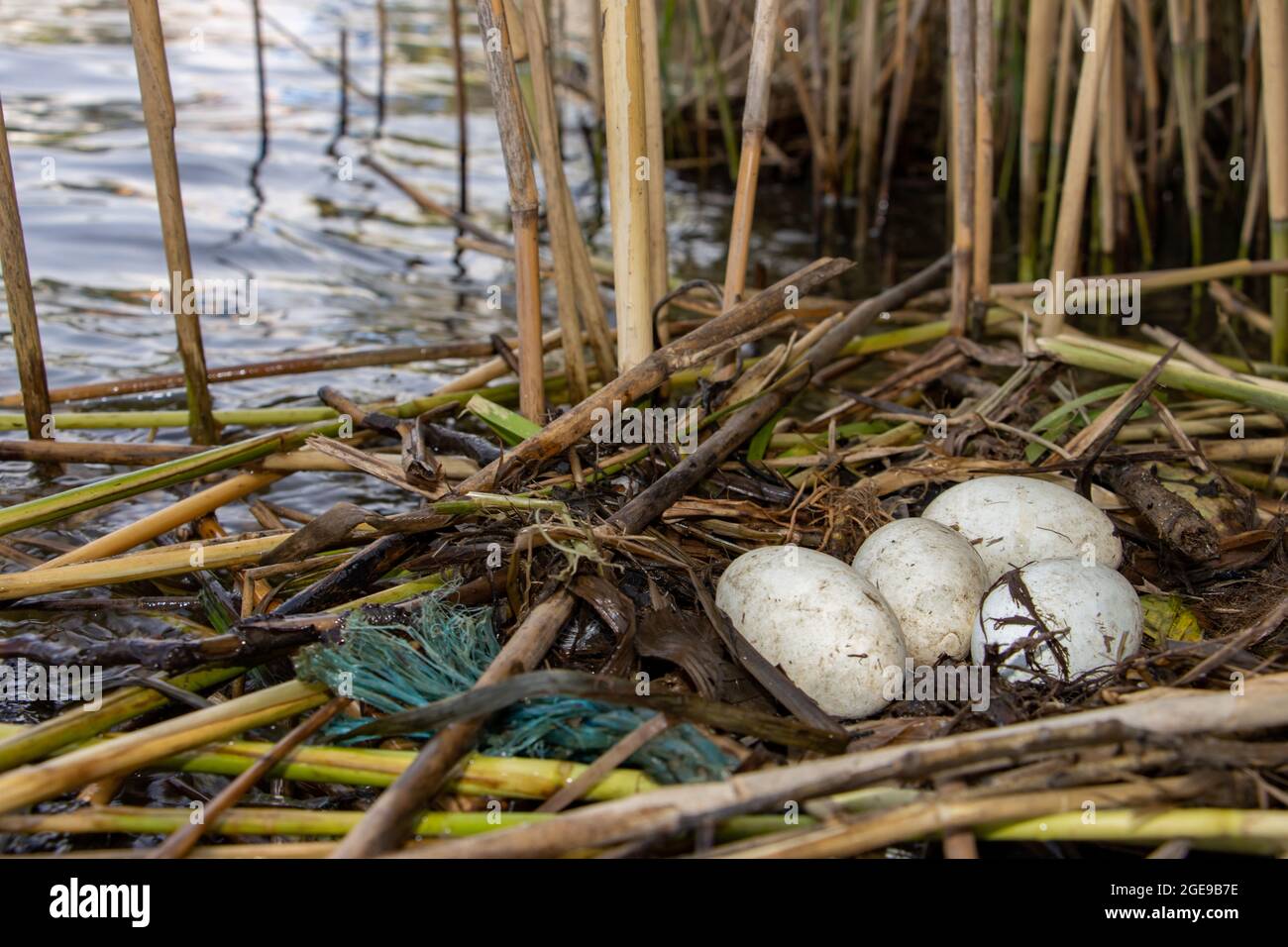A grebe's (Podicipediformes) bird nest with eggs built on the water ...