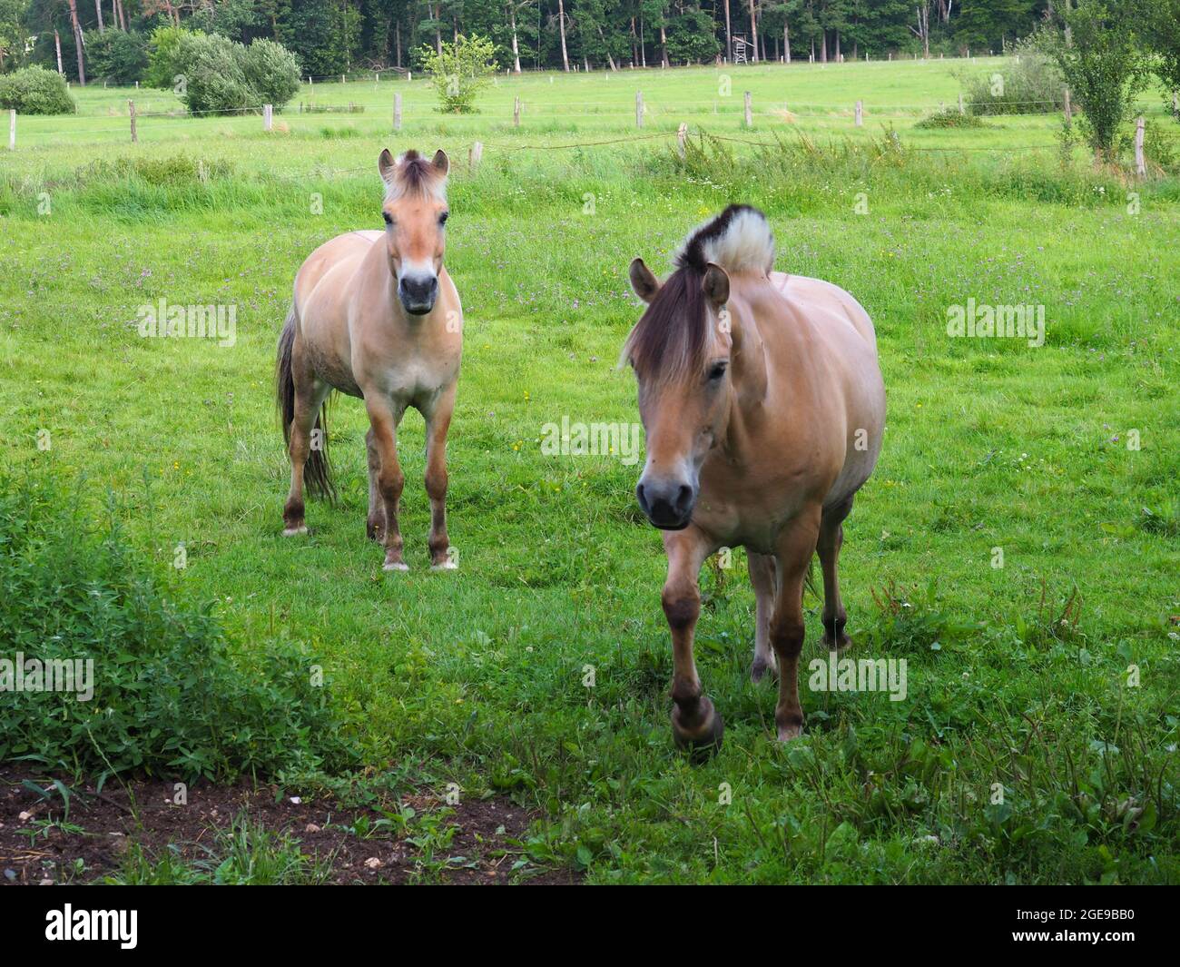 Two norwegian fjord horses stand parallel on a pasture and looking in ...