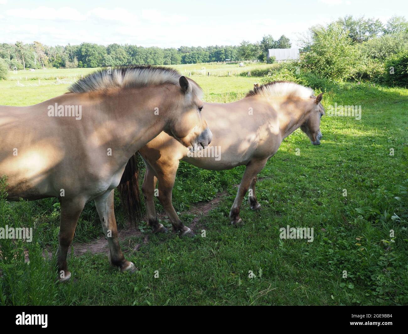Two norwegian fjord horses hi-res stock photography and images - Alamy
