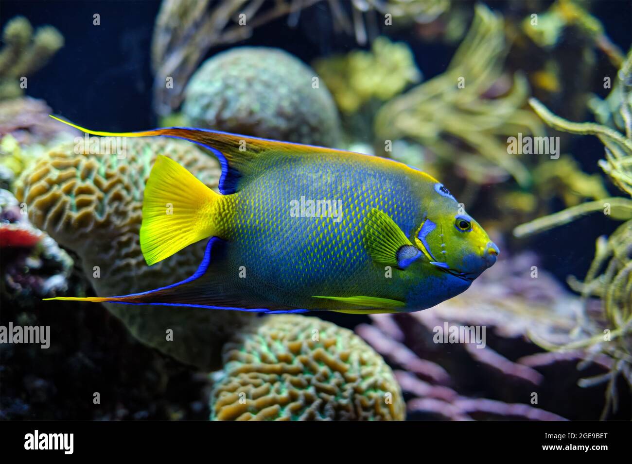 Queen angelfish Holacanthus ciliaris, also known as the blue angelfish ...