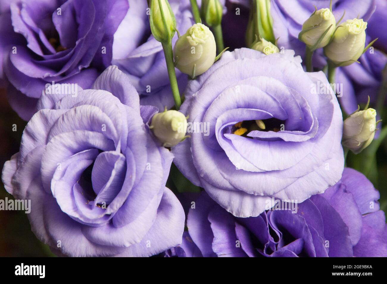 Eustoma cultivar hi-res stock photography and images - Alamy